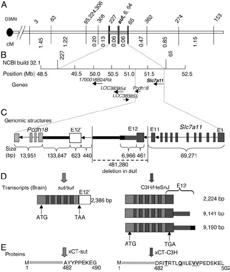 Positional Cloning Of The Sut Gene A High Resolution Genetic Map Download Scientific