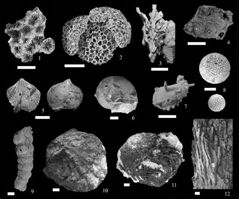 Representative Macrofossils From The Cornwallis Limestone And One From Download Scientific