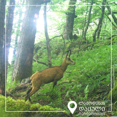 ლაგოდეხის დაცული ტერიტორიები 110 წლისაა Knews Ge