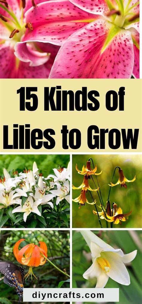 Stunning Lily Varieties Explore The Beauty Of 15 Different Types