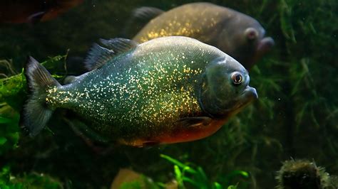 Le piranha rouge, la terreur des rivières amazoniennes - Photos Futura
