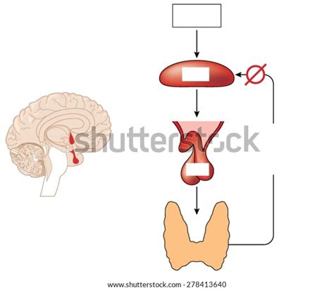 Feedback Loop Controlling Thyroid Hormone Secretion Stock Vector Royalty Free 278413640