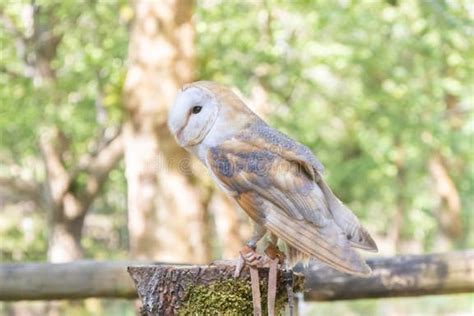 Barn Owl Perched On Tree Stump At Tapada Nacional De Mafra Stock Image