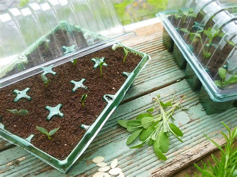 Propagators For Propagating Vegetable Seeds