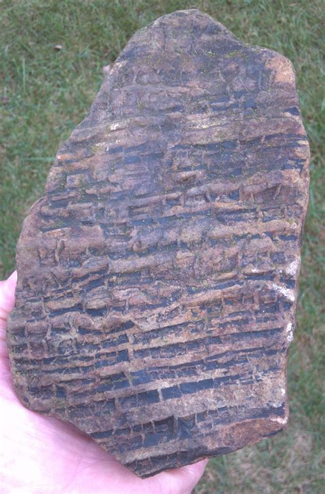 Tree Bark Or Something Else Fossil Id The Fossil Forum