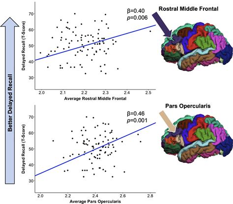 The Prefrontal Cortex But Not The Medial Temporal Lobe Is Associated