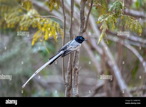 Beautiful Bird Malagasy Paradise Flycatcher Terpsiphone Mutata Male White Phase Endemic