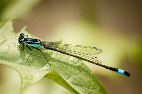 Blue Dragonfly Meaning Unraveling The Symbolism