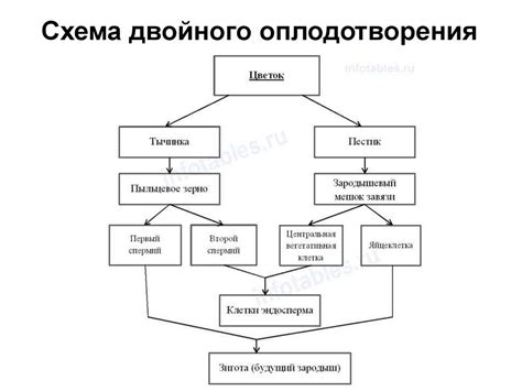 Оплодотворение Двойное оплодотворение у цветковых растений Online Presentation