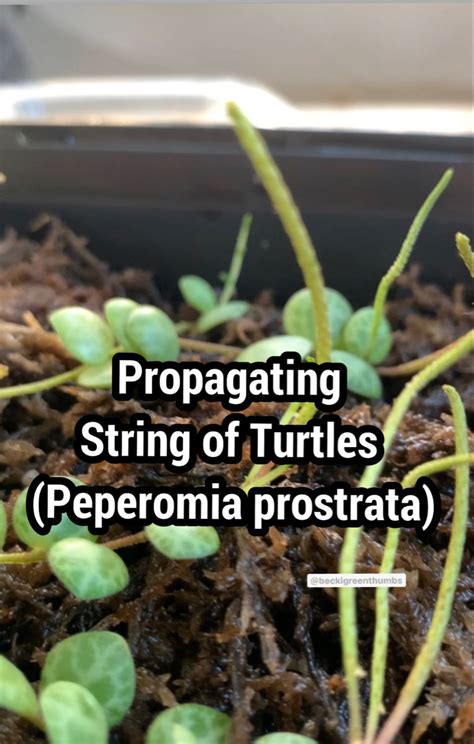 propagating string of turtles peperomia prostrata succulent care