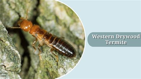 15 Types Of Termite Worker Identification With Picture
