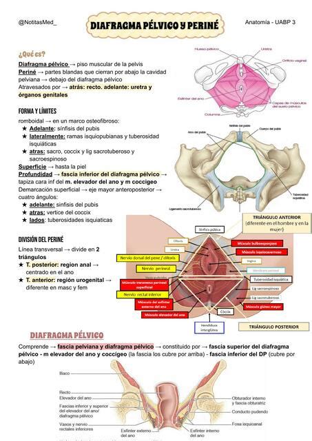 Diafragma Pélvico Y Periné Notitasmed Udocz