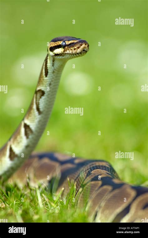 A Ball Python Python Regius Head Held High Moving Through Grass Stock