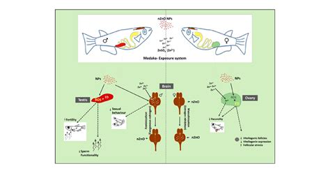 Sex Dependent Bioaccumulation Of Nano Zinc Oxide And Its Adverse Effects On Sexual Behavior And