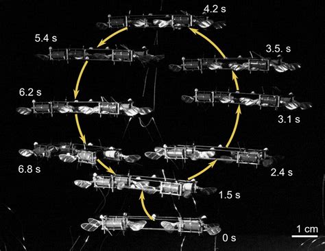 Urban Fasel Flapping Wing Micro Aerial Vehicles