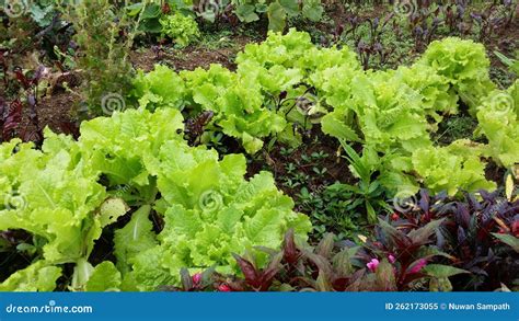 Cabbage Trees Are Also Taken For Granted Stock Image Image Of Garden