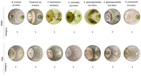 Polyphasic Characterization Of The Biocontrol Potential Of A Novel Strain Of Trichoderma