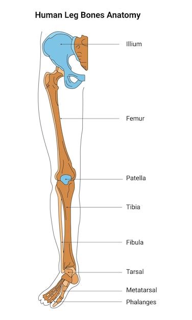 Menselijke Beenbeenderen Anatomie Illium Femur Patella Tibia Fibula
