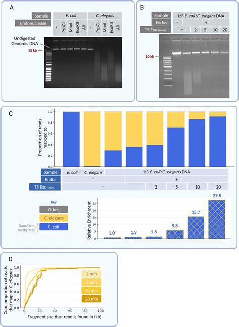 Dna Binding Buffer Zymo Research Bioz