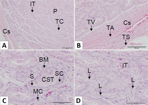 Distribution And Morphology Of Ghrelin Immunopositive Cells In The