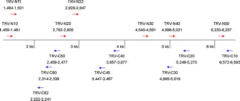 Figure 1 From Development And Verification Of Nested Pcr Assay For Detection Of Tobacco Rattle