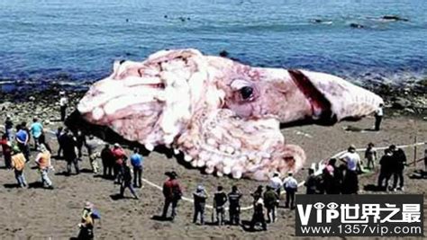 世界最大乌贼：大王酸浆鱿（巨枪乌贼），长15米重400公斤vip世界之最