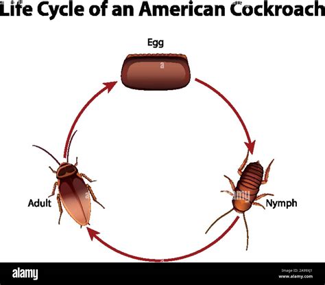 Cockroach Life Cycle Stock Vector Images Alamy