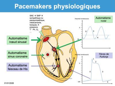 Automatisme E Cardiogram