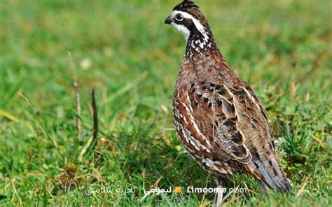 خواص گردو چیست؟ 12 فایده بی‌نظیر اثبات شده گردو مجله سلامتی لیمومی