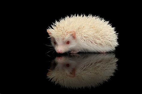 검은 배경에 서 있는 사랑스러운 아프리카 흰 배 고슴도치 가시에 대한 스톡 사진 및 기타 이미지 가시 가축 갈고리 발톱 Istock