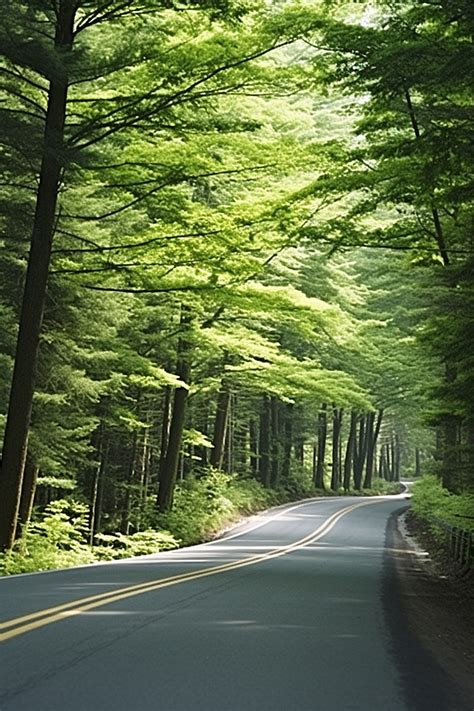 푸른 나무가 늘어선 빈 길 배경 배경 화면 및 일러스트 무료 다운로드 Pngtree