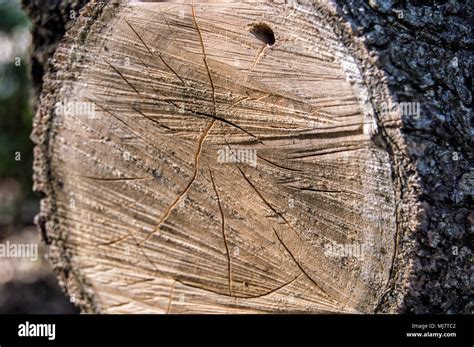 Cut Tree Trunk With Tree Rings And Slits Stock Photo Alamy