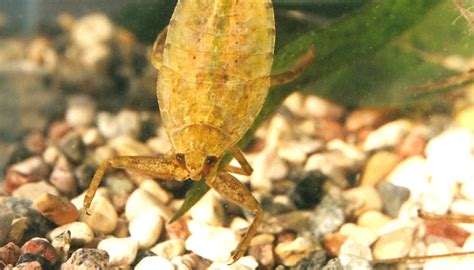 The Giant Water Bug Lethocerus Americanus