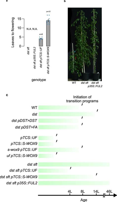 Rescue Of Ever Vegetative Plants And Genetic Dissection Of Floral Download Scientific Diagram