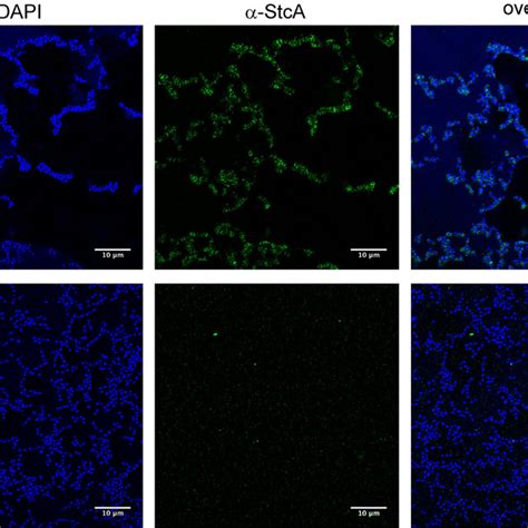 Cytochrome C Binding Assay Nz131 And Mutant Cells Were Grown To An Od Download Scientific