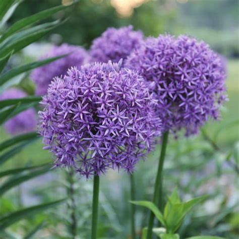 Allium Giganteum Globemaster
