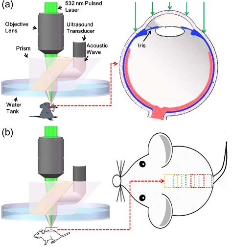 Figure 1 From Motion Correction In Optical Resolution Photoacoustic Microscopy Semantic Scholar