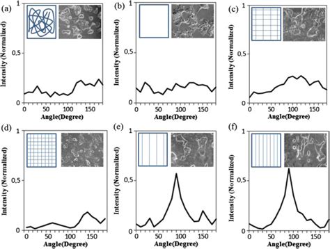 Fft Analysis Of Hek 293t Alignment As A Function Of Cnf Positioning