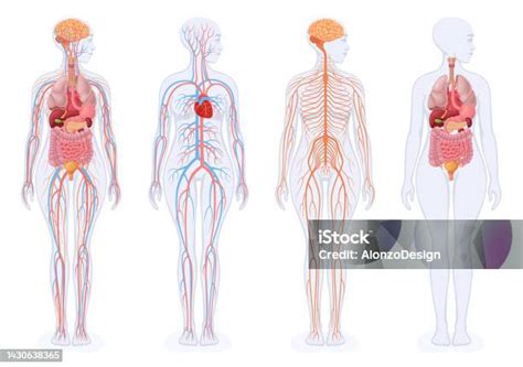 인간의 내부 장기 순환계 및 신경계 여성의 몸 인체에 대한 스톡 벡터 아트 및 기타 이미지 인체 해부학 인간 신경계 Istock