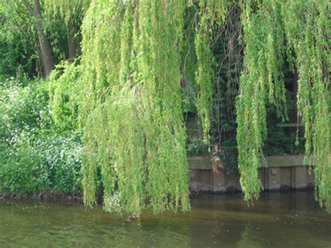 The Root System Of A Weeping Willow The Root System Of A Weeping Willow