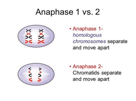 Anaphase 1 Vs Anaphase 2