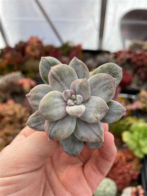 Echeveria Abyu Rare Korean Import Home And Living Plants Pe