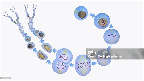 Cell Cycle Interphase