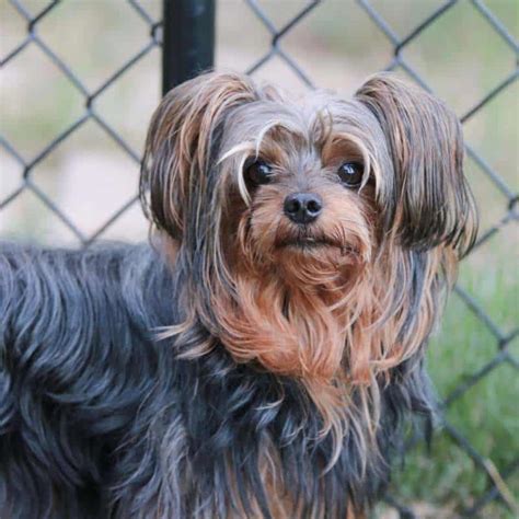 Adult Teacup Yorkie Poo Yorkie Lifespan Tips To Help Your Yorkie Live