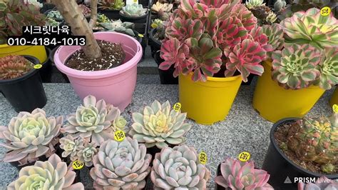 11월21일 목요일 아주머니다육 라이브 방송 ️ Youtube