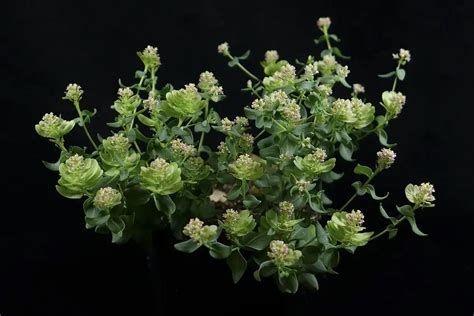 The Dual Face Of Photoreceptors During Seed Germination The Global