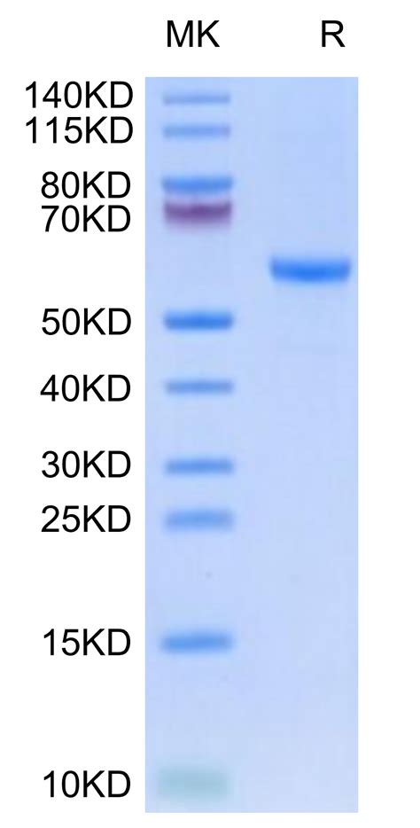 Rhesus Macaque Hla G Protein Recombinant Reprokine