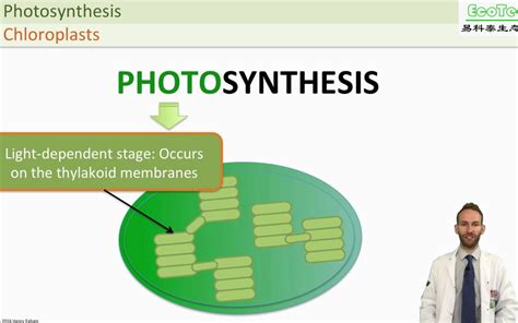 生肉 知识库 光合作用——光系统ii 光系统i 光反应 暗反应 高中生物 哔哩哔哩 Bilibili