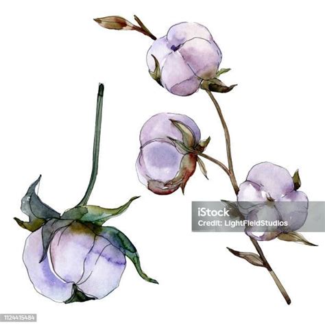 목화 꽃 식물 꽃입니다 야생 봄 잎 플라워 격리입니다 수채화 배경 그림 설정 합니다 수채화 그리기 패션 해당 격리입니다 그리기에