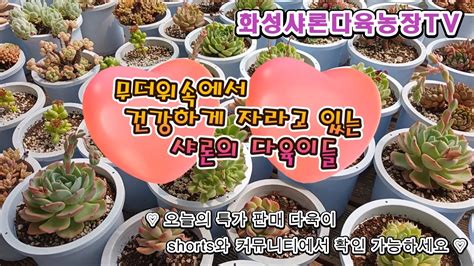 230619 오늘은 살아있는 건강하고 예쁜 아이들 잠시 보여드려요ㅋㅋㅋ 화성 샤론다육 다육이 묵은둥이 자연군생 판매